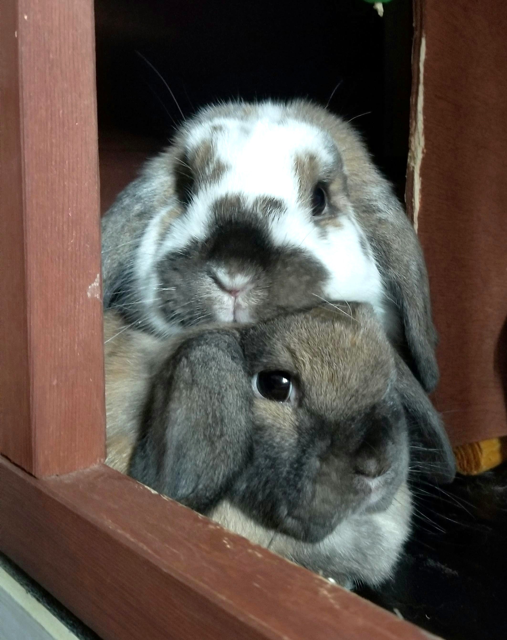 Rabbit – Sherwood Pet Health